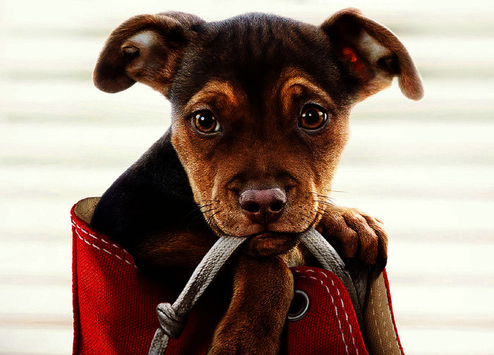 Die unglaublichen Abenteuer von Bella | Kinder-Filme im TV | TVButler.at